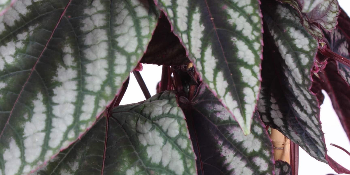 Cissus Plant Care Guide: Tips for Thriving Vines | Plant Circle