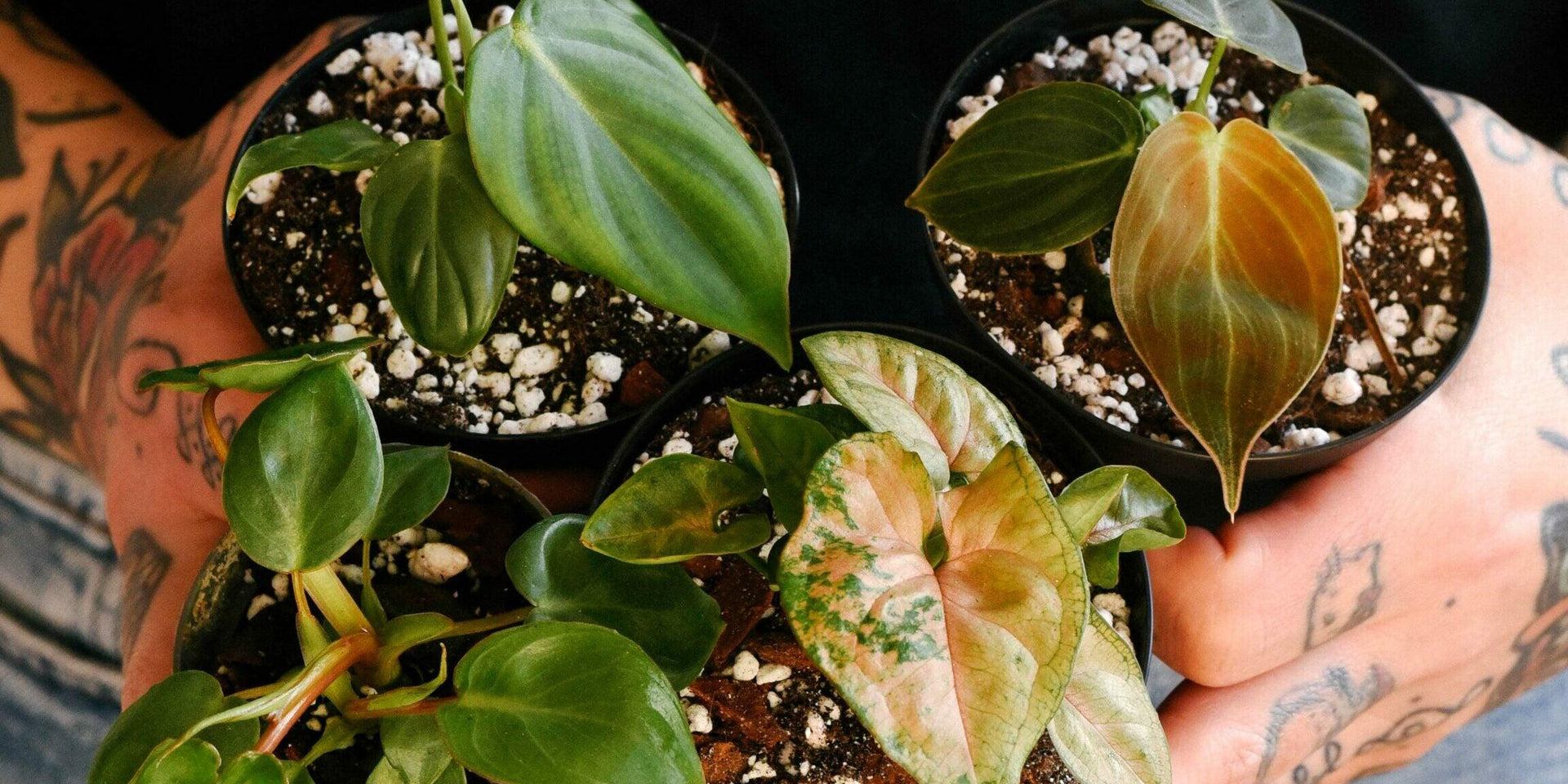 Growing Your Plants from Plugs | Plant Circle