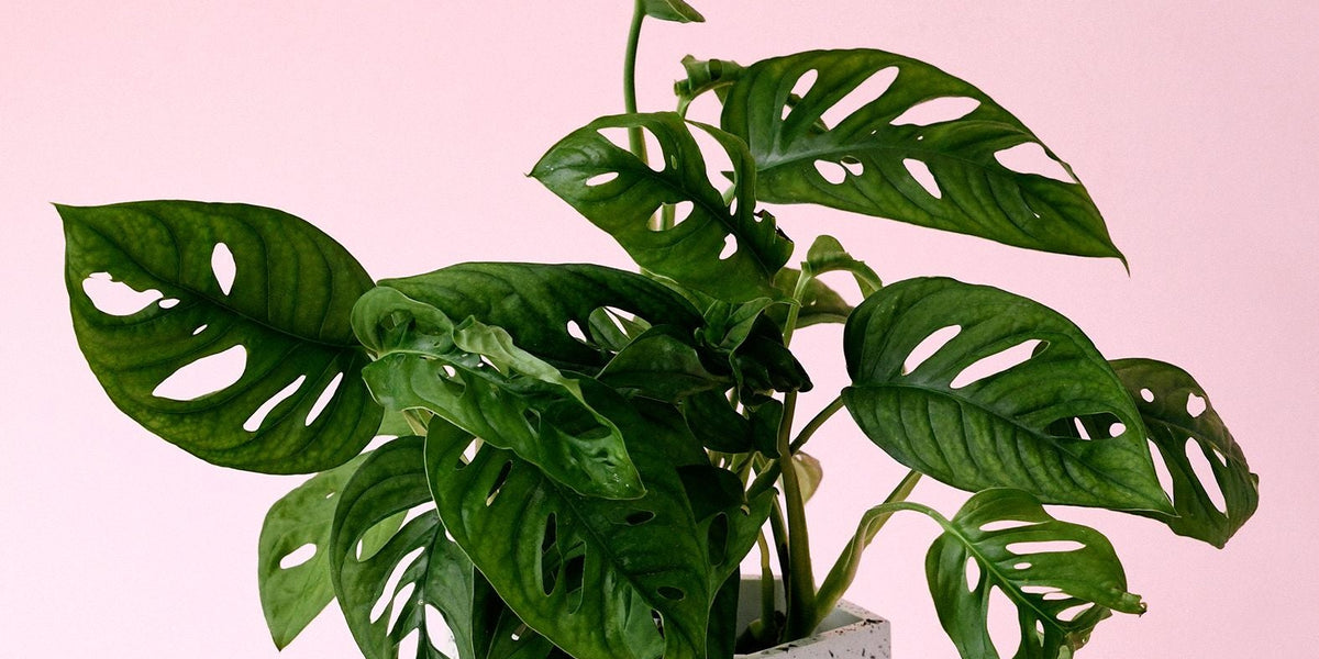 Monstera Adansonii Pflege: Kompletter Guide für gesunde Pflanzen (2026 ...