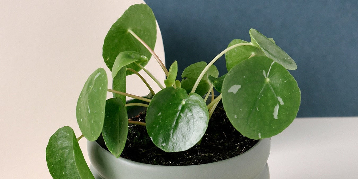 Pilea Care Guide: Grow Thriving Chinese Money Plants | Plant Circle