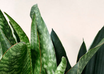 Monstera Deliciosa Care Guide: How to Grow Big, Fenestrated Leaves ...