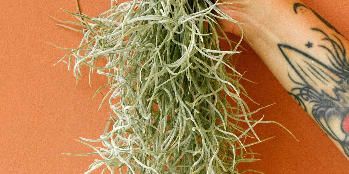 Tillandsia Care Guide: Tips for Thriving Air Plants | Plant Circle