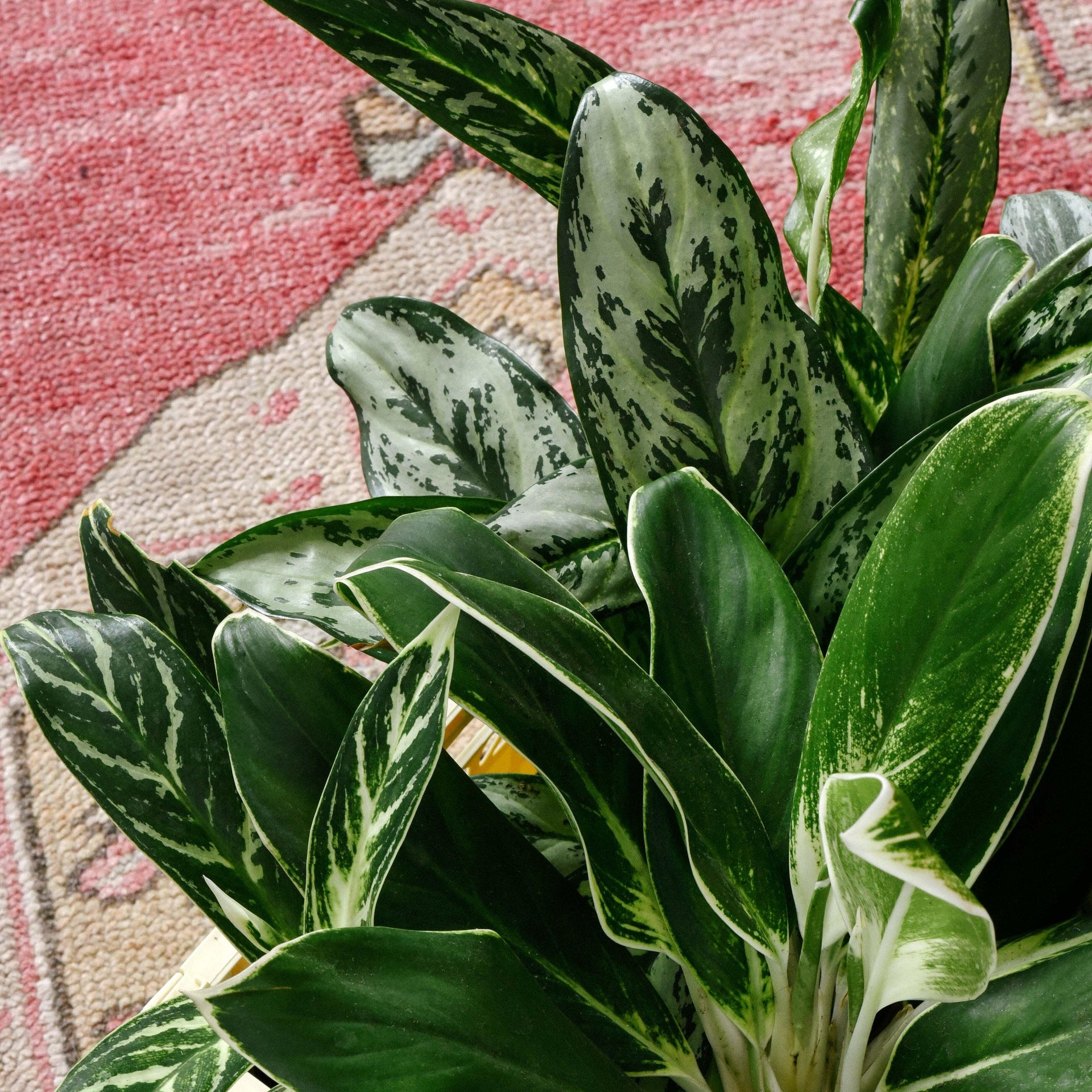 Aglaonema (Chinese Evergreen) Houseplants in Pink, Red & Silver - Plant ...