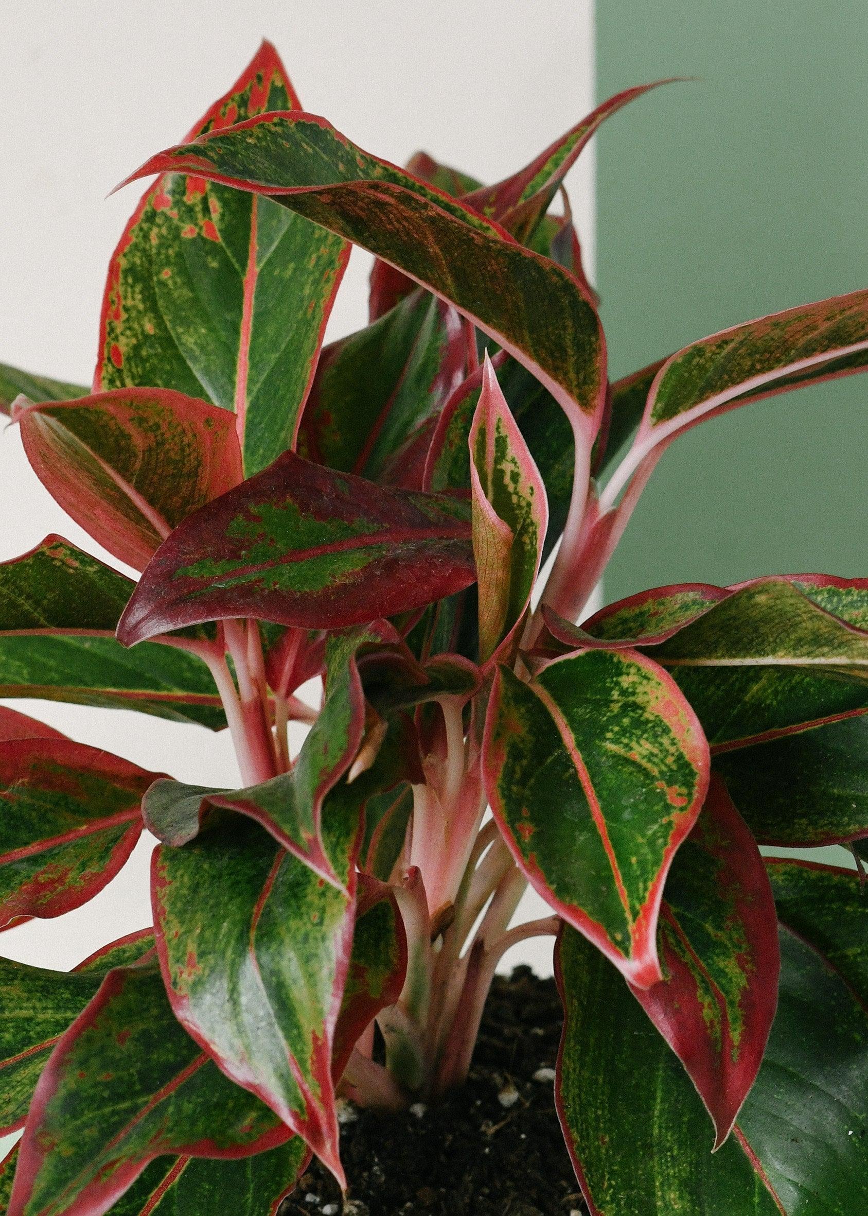 Low Light Plants for Shady Rooms & Home Offices - Plant Circle
