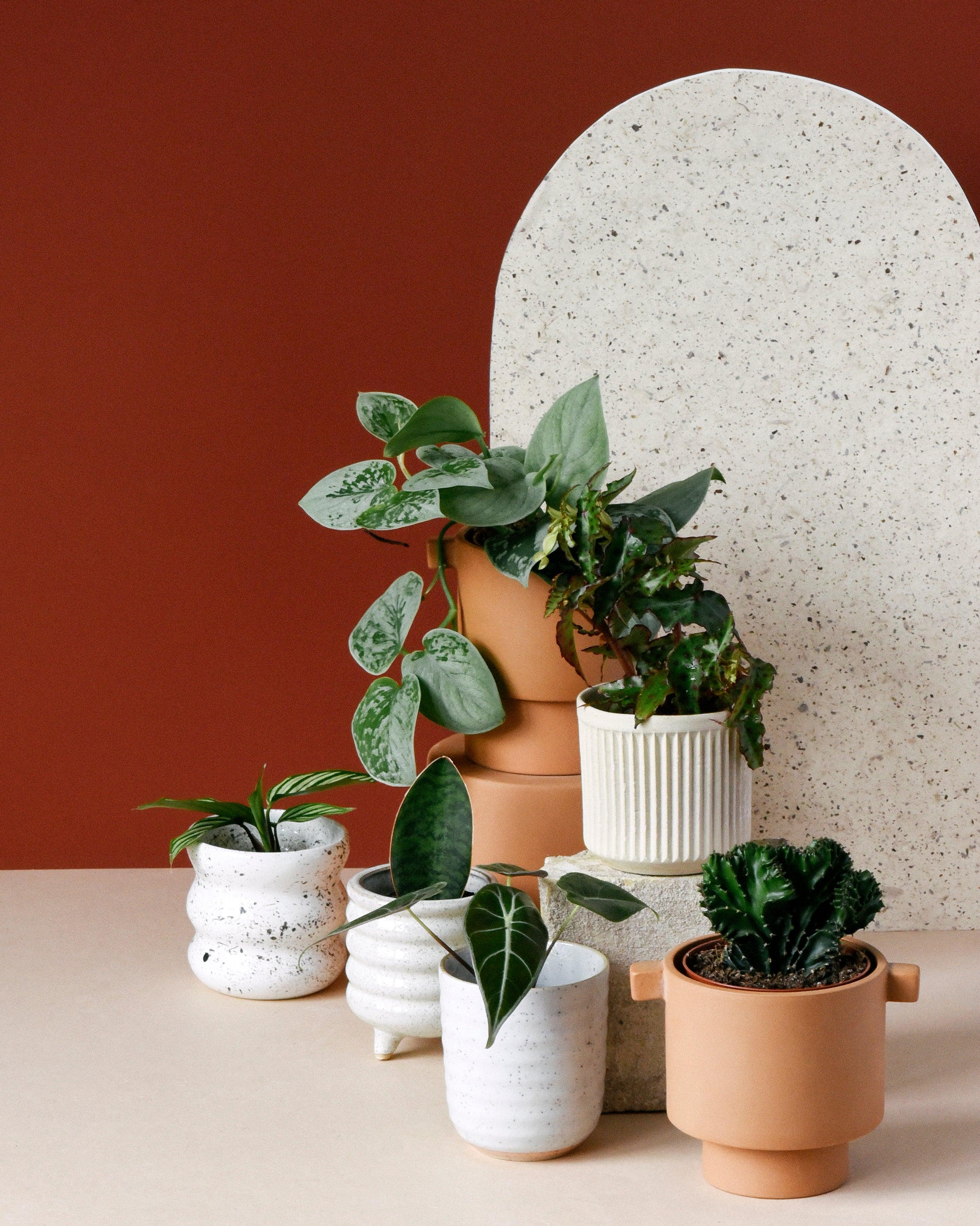 House Plants: Unique Varieties for You | Plant Circle