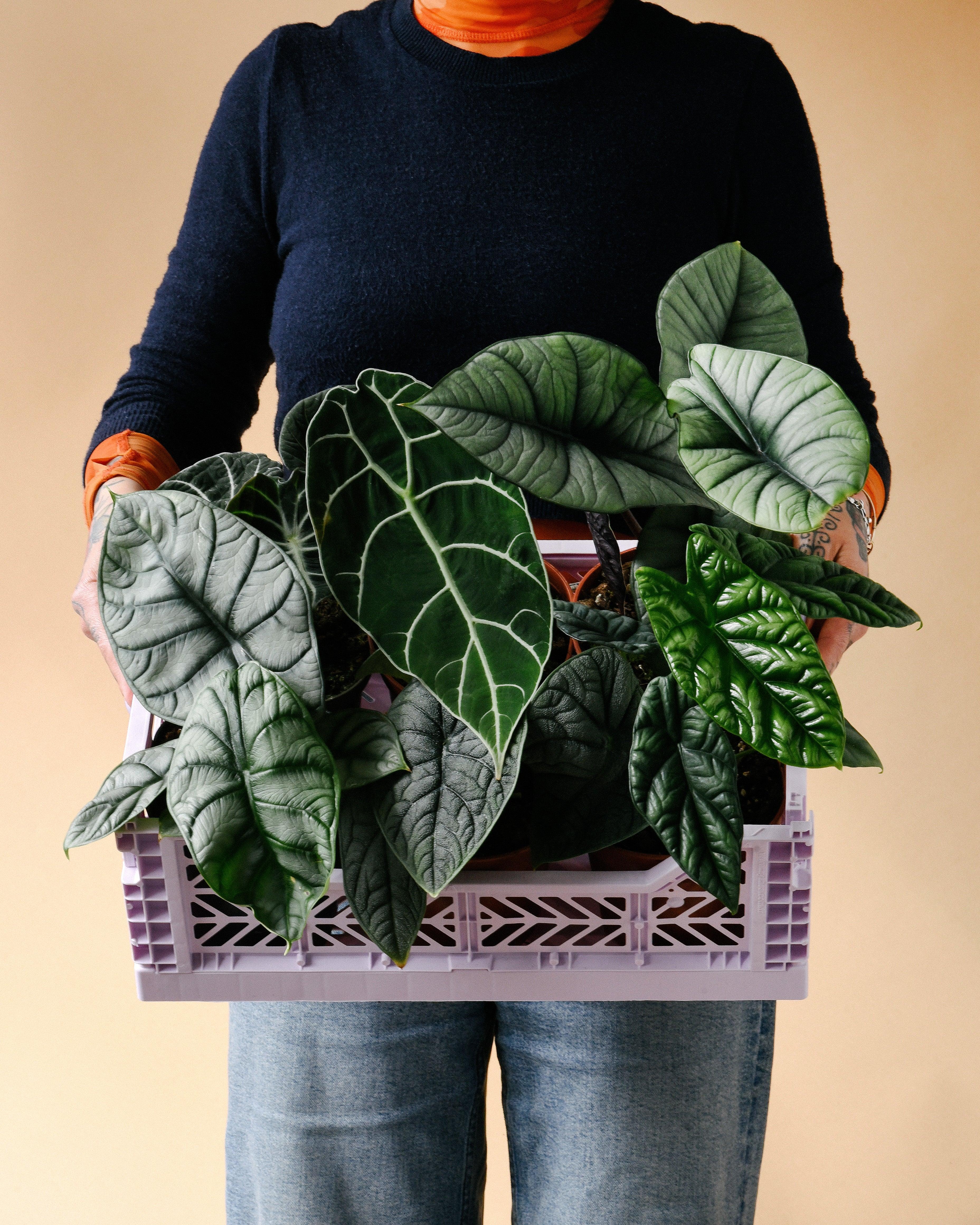 Alocasia Frydek & Rare Alocasia Plants – Premium EU Grown | Plant Circle