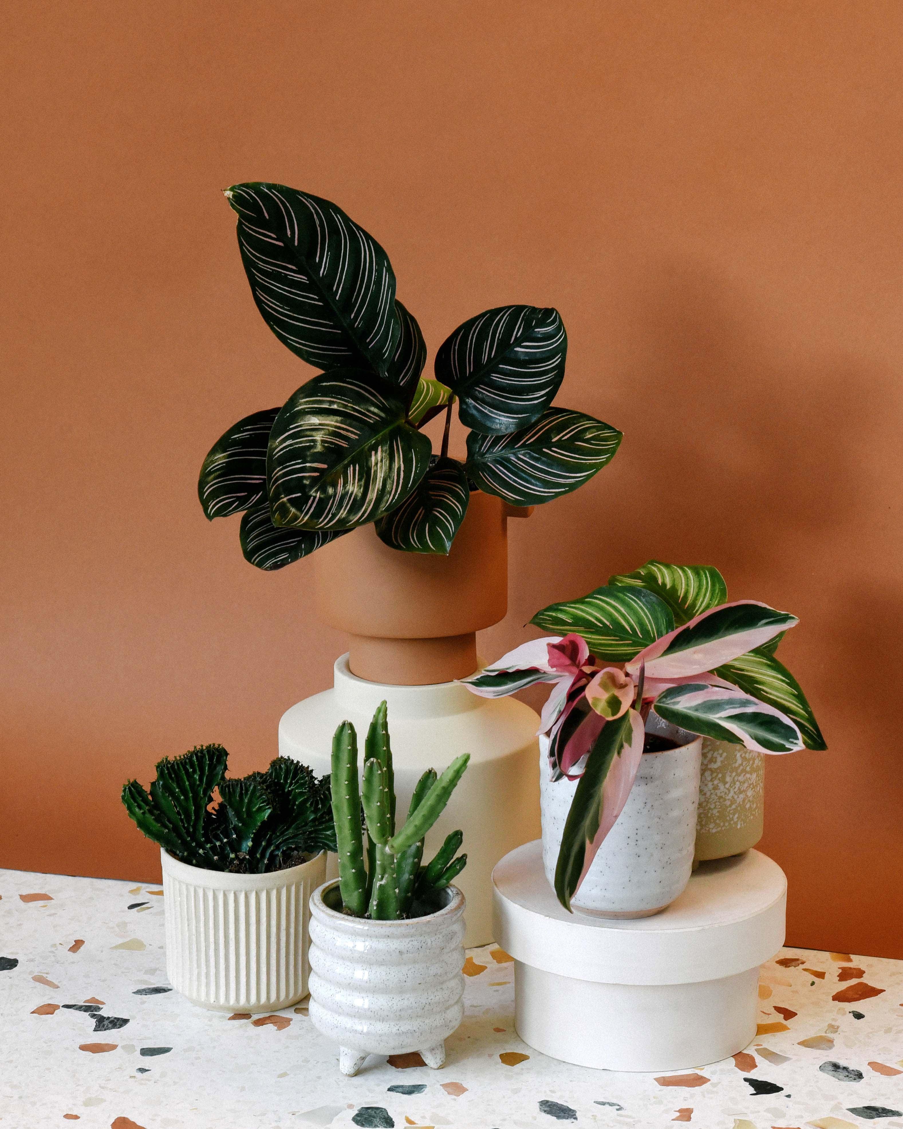 Baby Houseplants – Rare & Easy-Care Starter Plants | EU Grown – Plant ...
