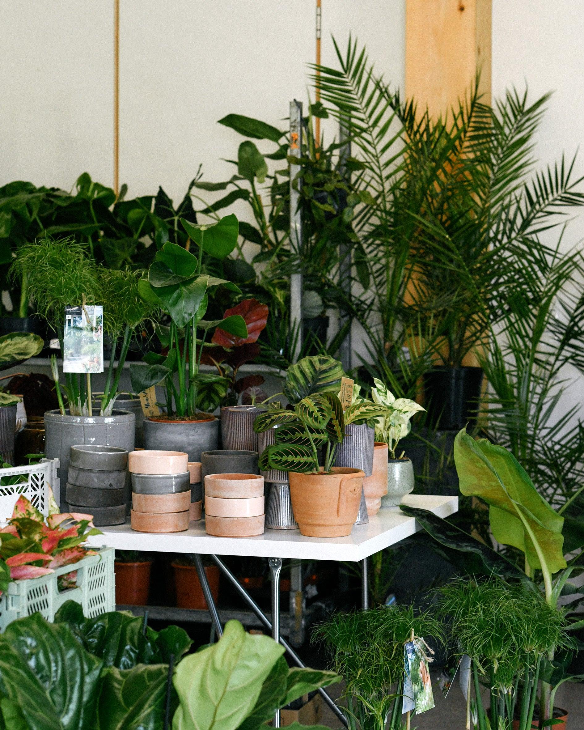 Plant Sale | Discounted Monstera, Alocasias & Rare Indoor Plants