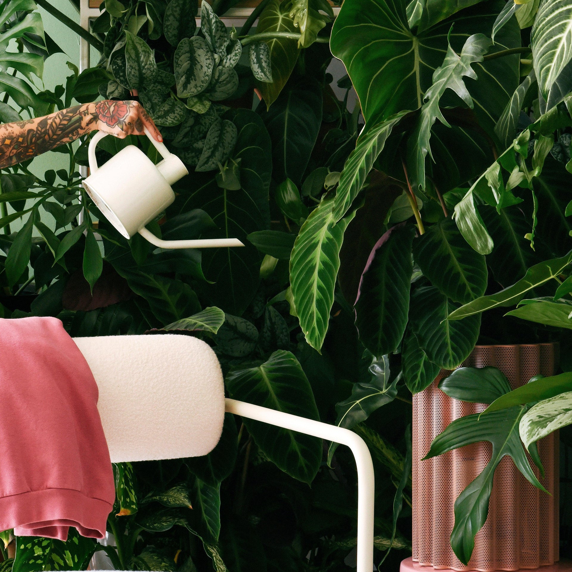 All Houseplants | Indoor Plants for Every Home & Skill Level - Plant Circle