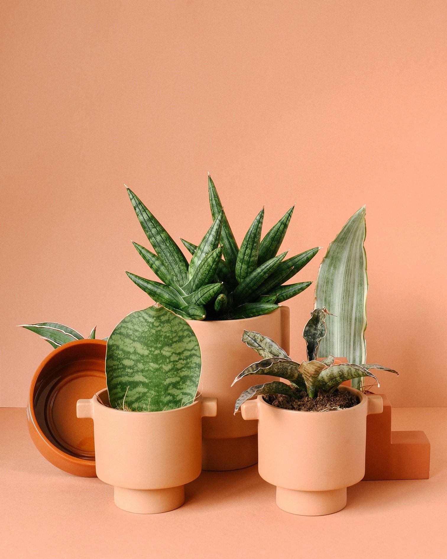 Shop Succulents | Low-Maintenance, Drought-Tolerant Plants - Plant Circle
