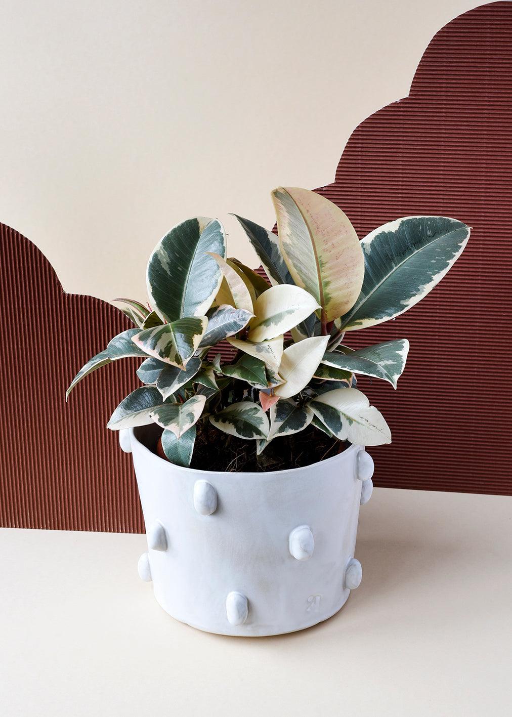 Shop Ficus Houseplants | Elegant, Tree-Like Houseplants – Plant Circle