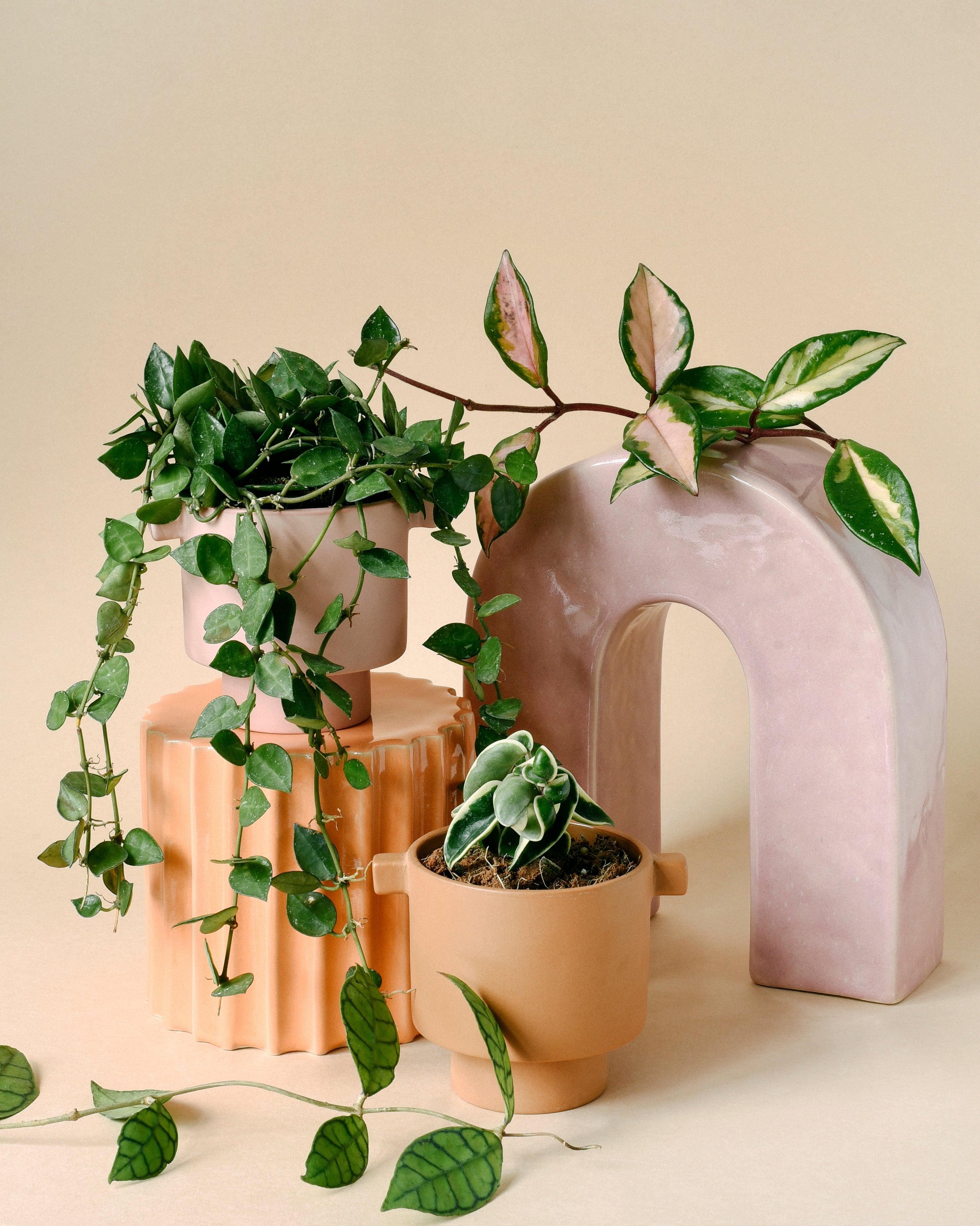 Hoya de interior: raras plantas de cera con flores fragantes ...