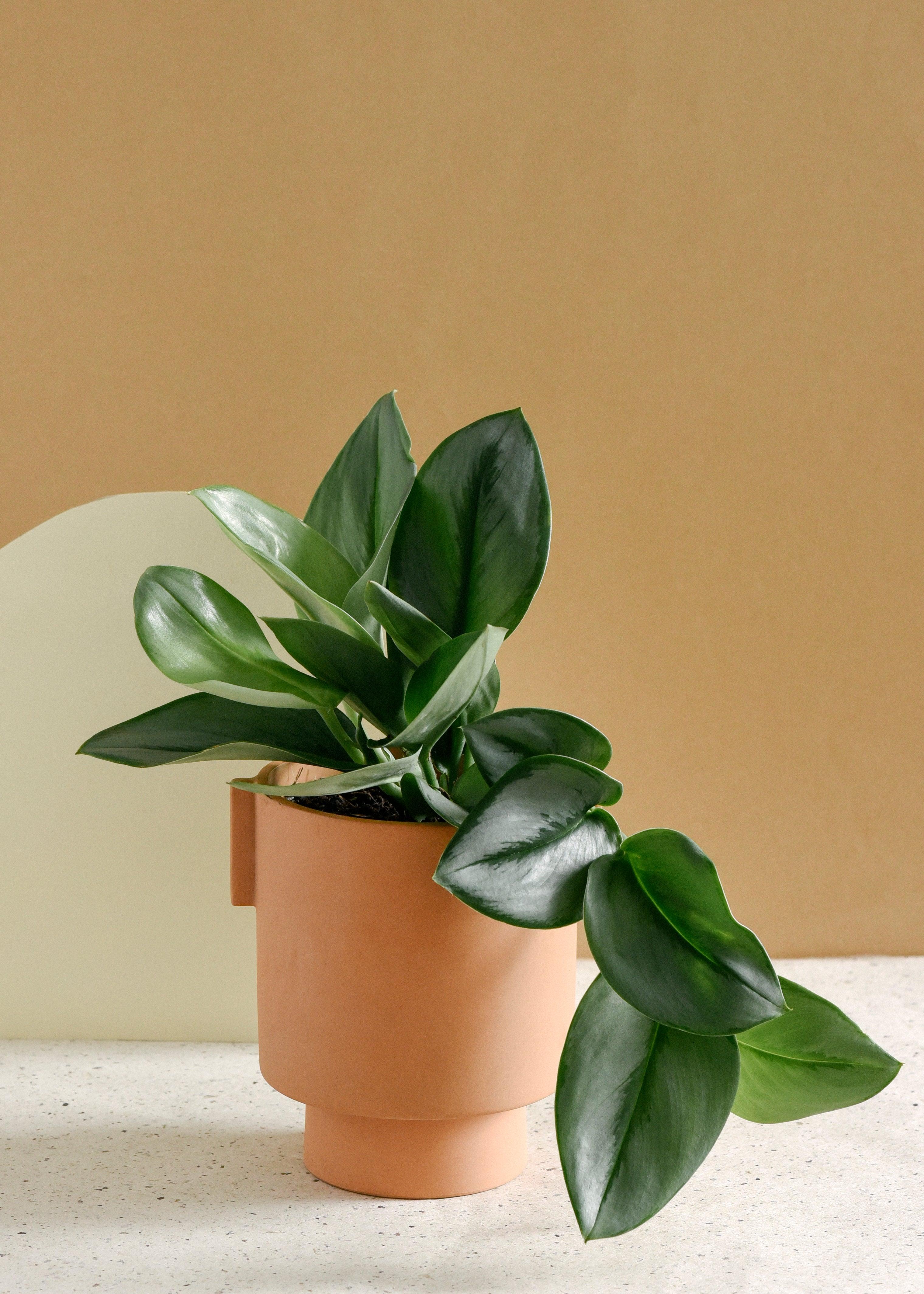Scindapsus Houseplants | Easy Indoor Care - Plant Circle