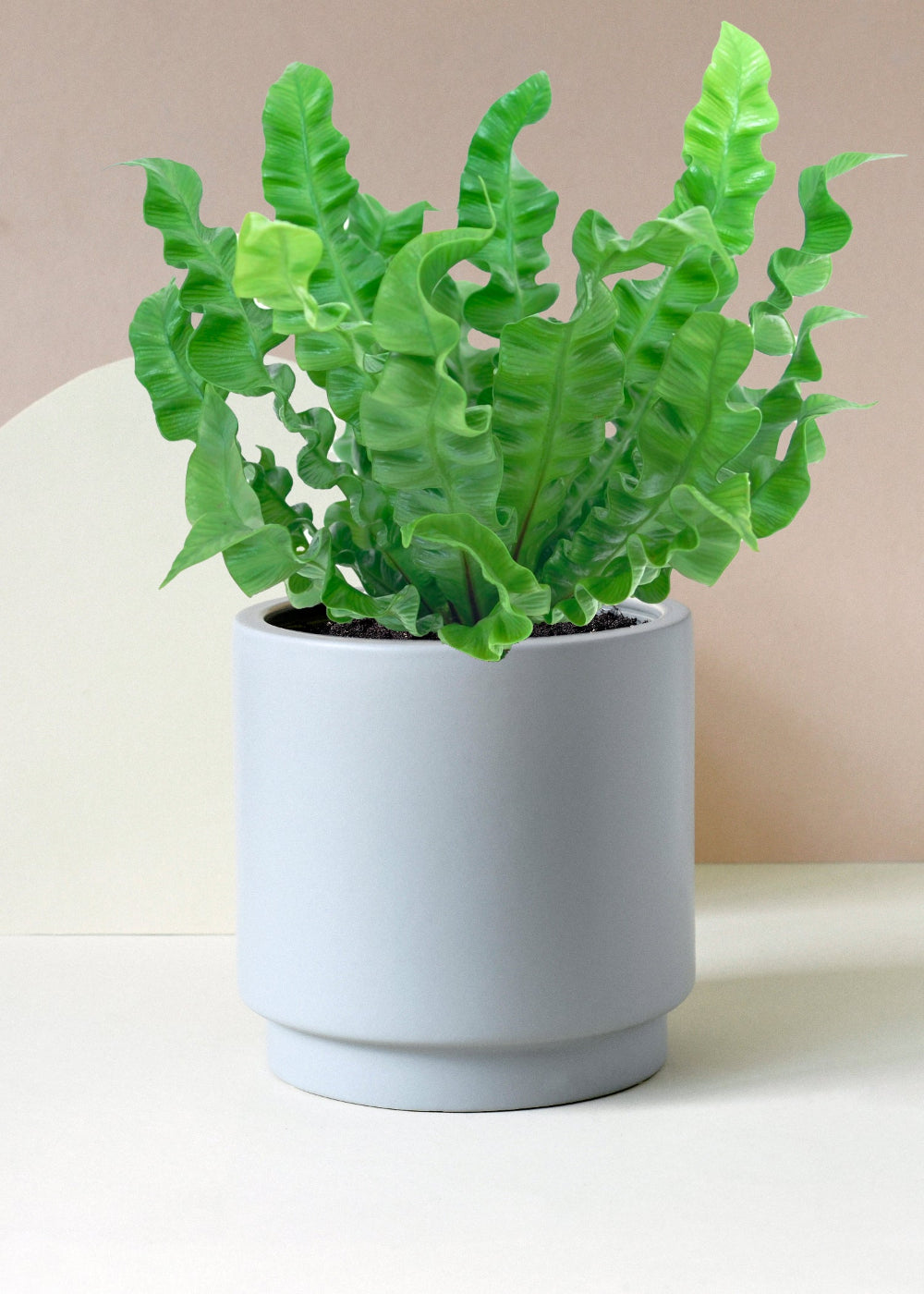 The Asplenium Nidus 'Crispy Wave' M by Plant Circle is a unique fern ...